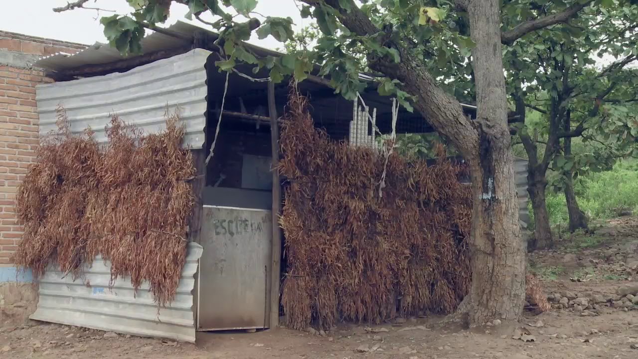 Las raíces del roble - YouTube