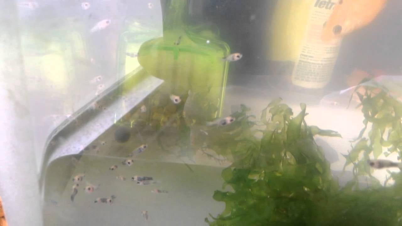 Golden Sailfin Molly Fry - YouTube