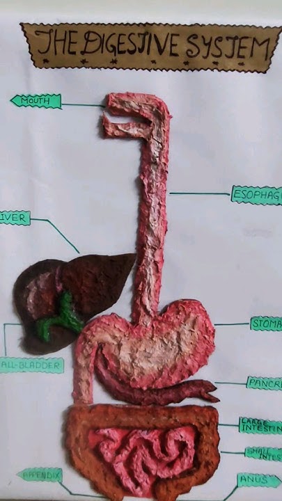 3D model of Digestive system for Class 10th school science project ...