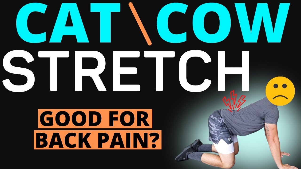 Cat Cow Stretch Back Pain | Should you do the Cat Cow stretch for back ...