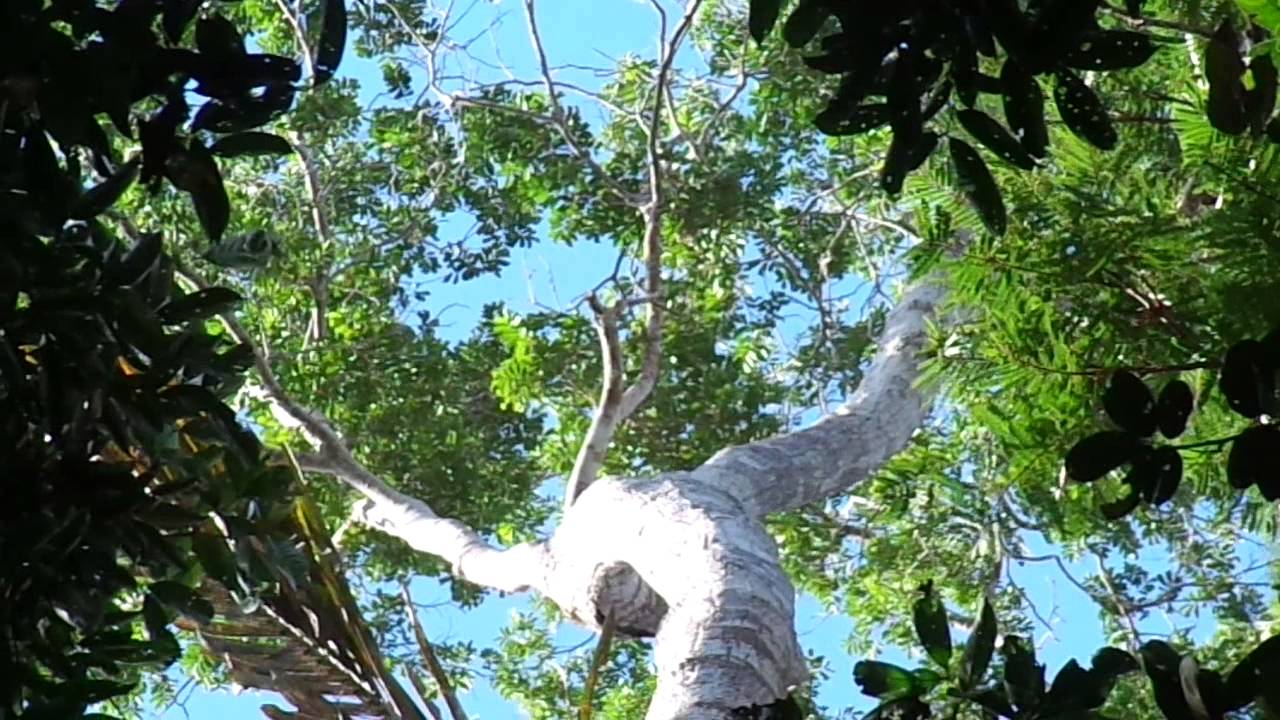 Árvore Sucupira - YouTube
