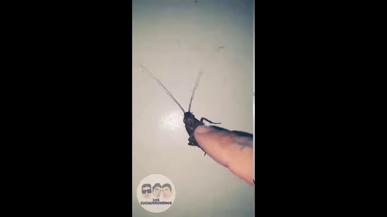 Cockroach dance - YouTube