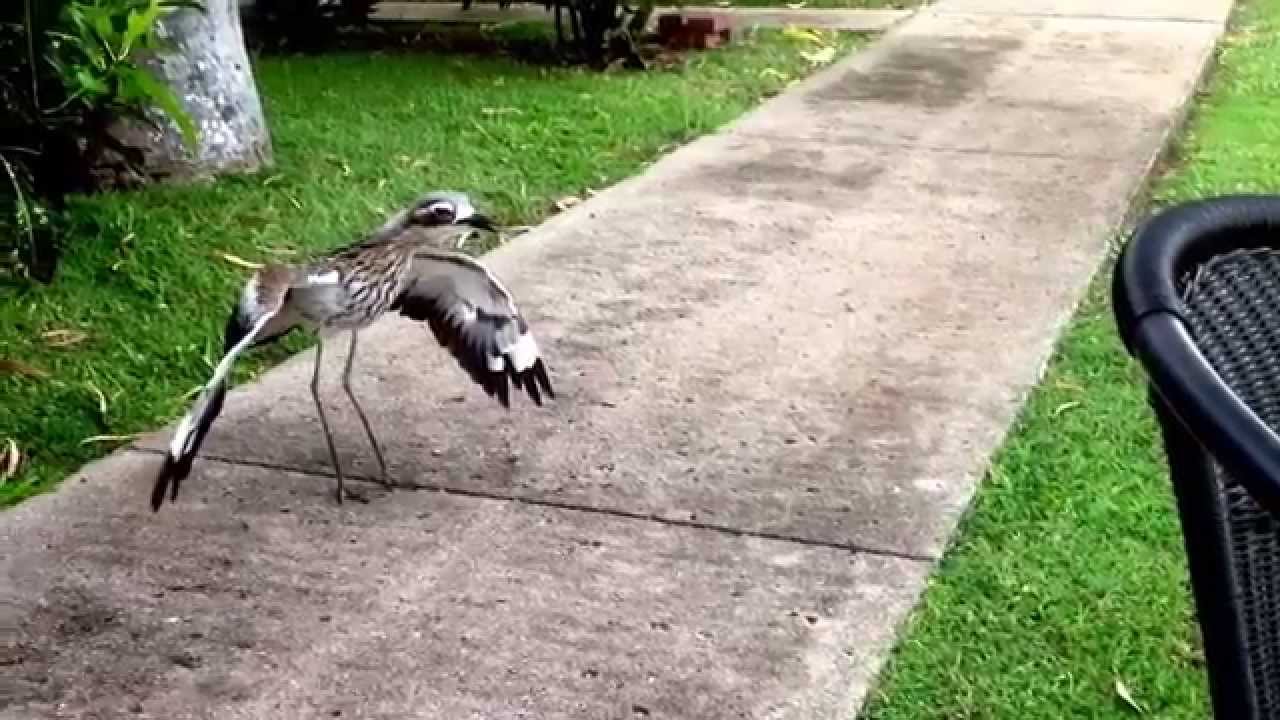 Bird Life - Kamikaze Kookaburra Attacks Curlew at Acadia, Magnetic ...