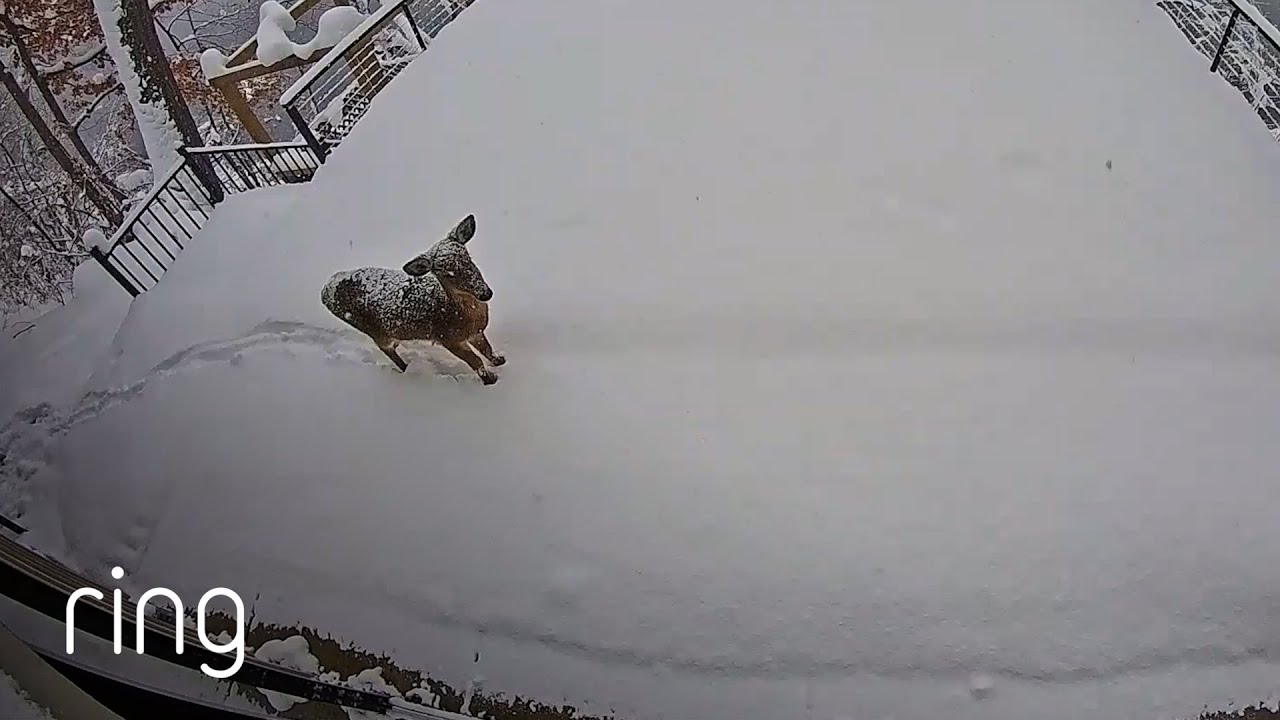 Please Take a Minute and Watch This Gorgeous Deer in the Snow | RingTV ...