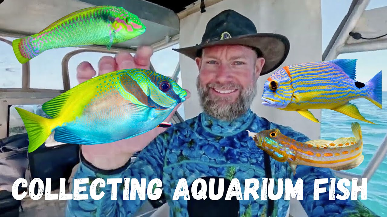 Catching AUSTRALIAN SALTWATER AQUARIUM FISH Ep 4 #catchingaquariumfish ...