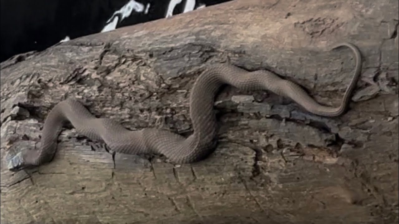 Late summer Herping. King Snake, Rough Green, Copperhead and more ...