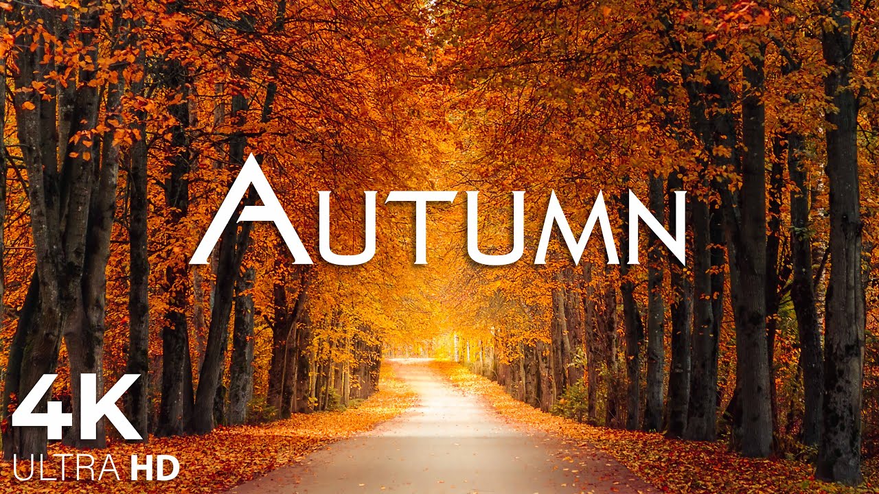 Enchanting Autumn Forests with Beautiful Piano Music🍁4K Autumn Ambience ...