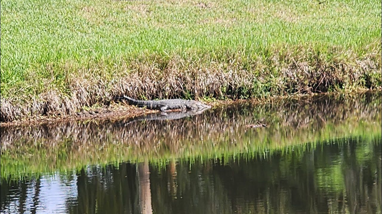 Carl the Gator Chasing Turtles (April 6, 2023) - YouTube