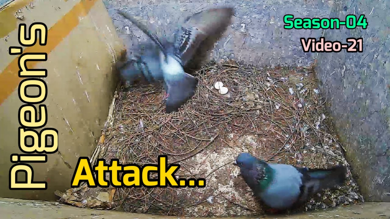pigeon attack | Video 21 | Season 04... - YouTube