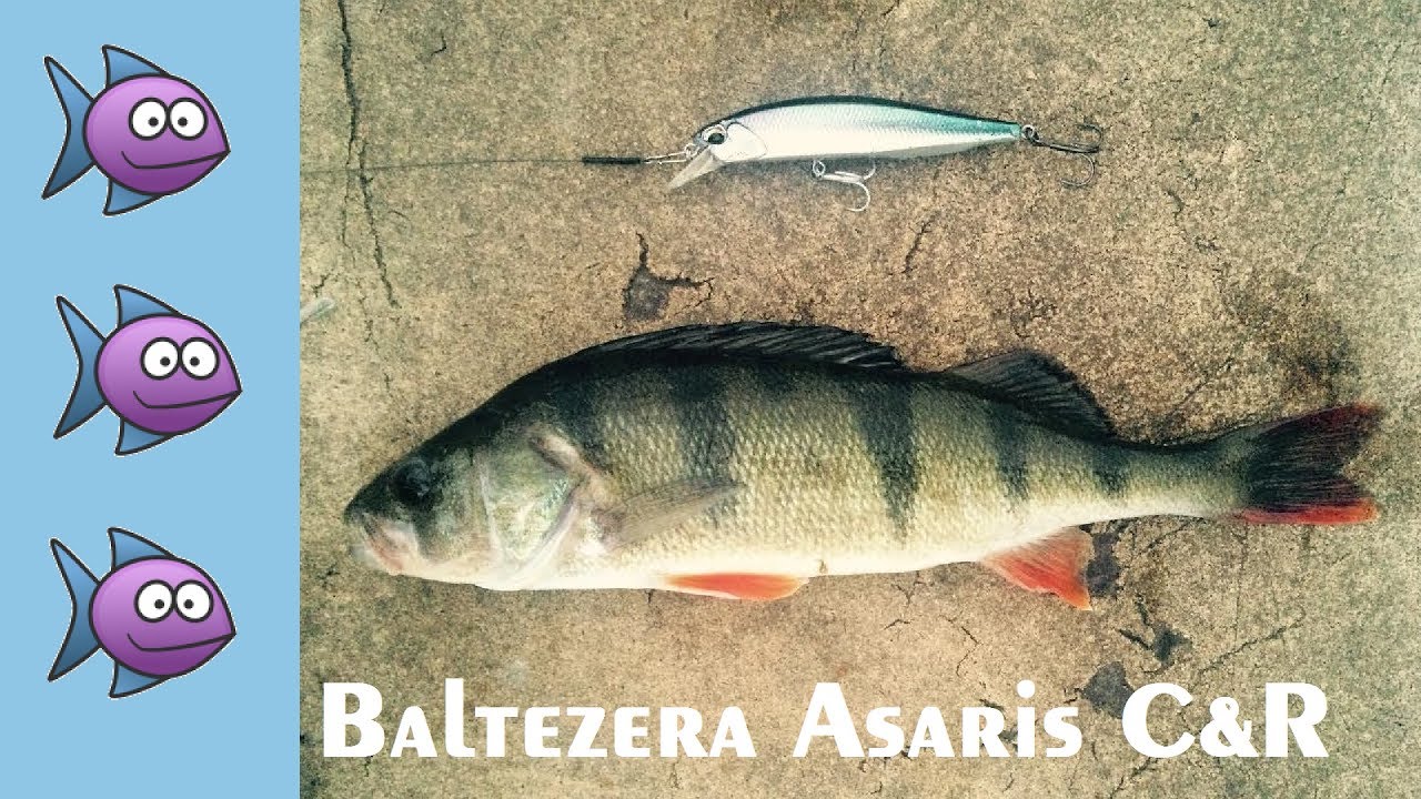 Pike and More: Baltezera Asaris C&R [HD] - YouTube