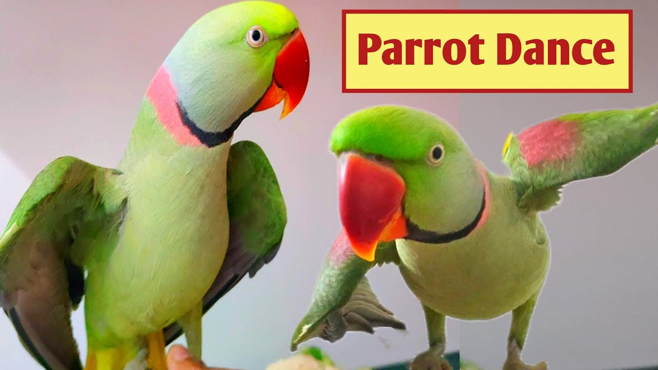 Beautiful Dance of Parrot Pablo - YouTube