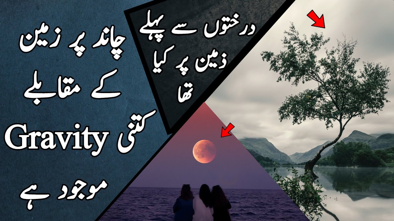 What Was There On Earth Before The Trees And Other Random Facts ...