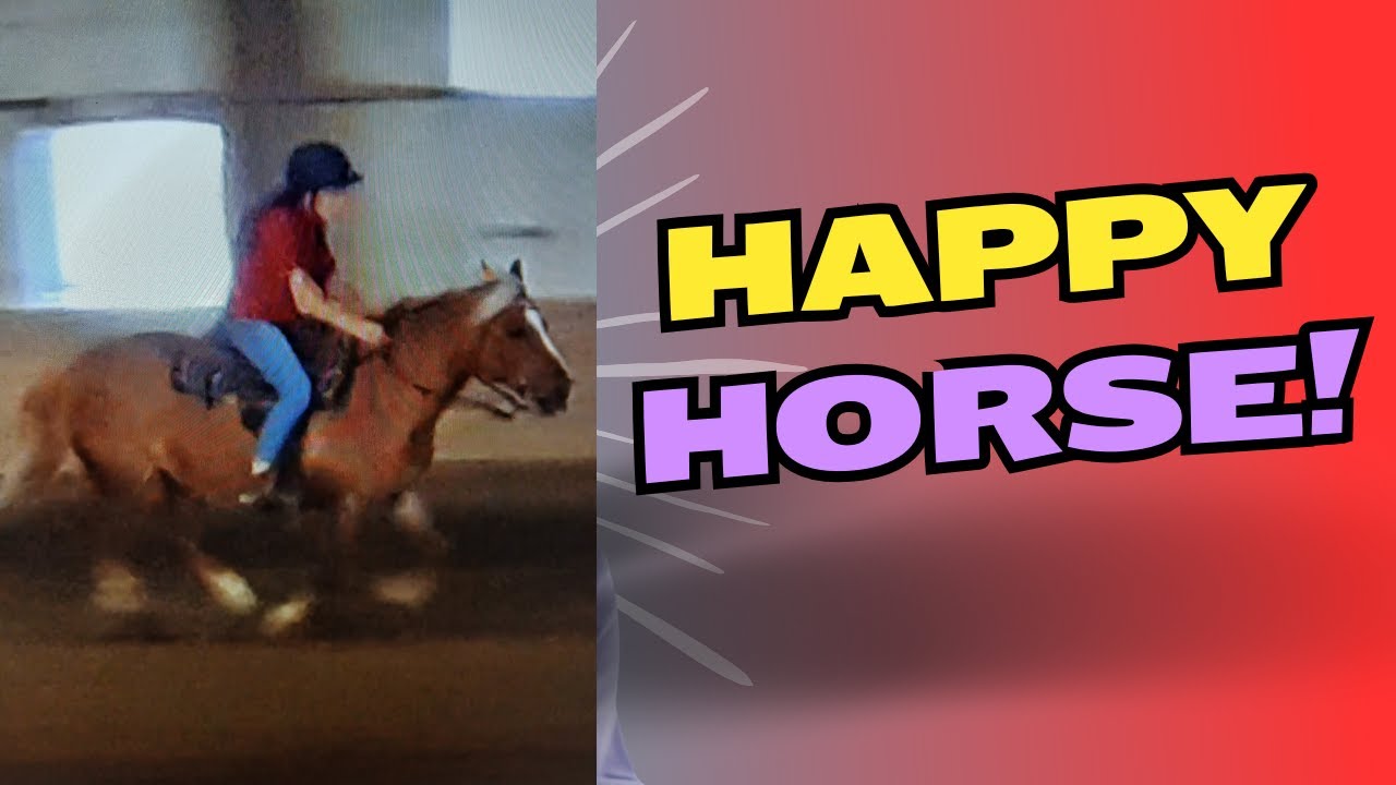 Horse Chooses activity! - YouTube
