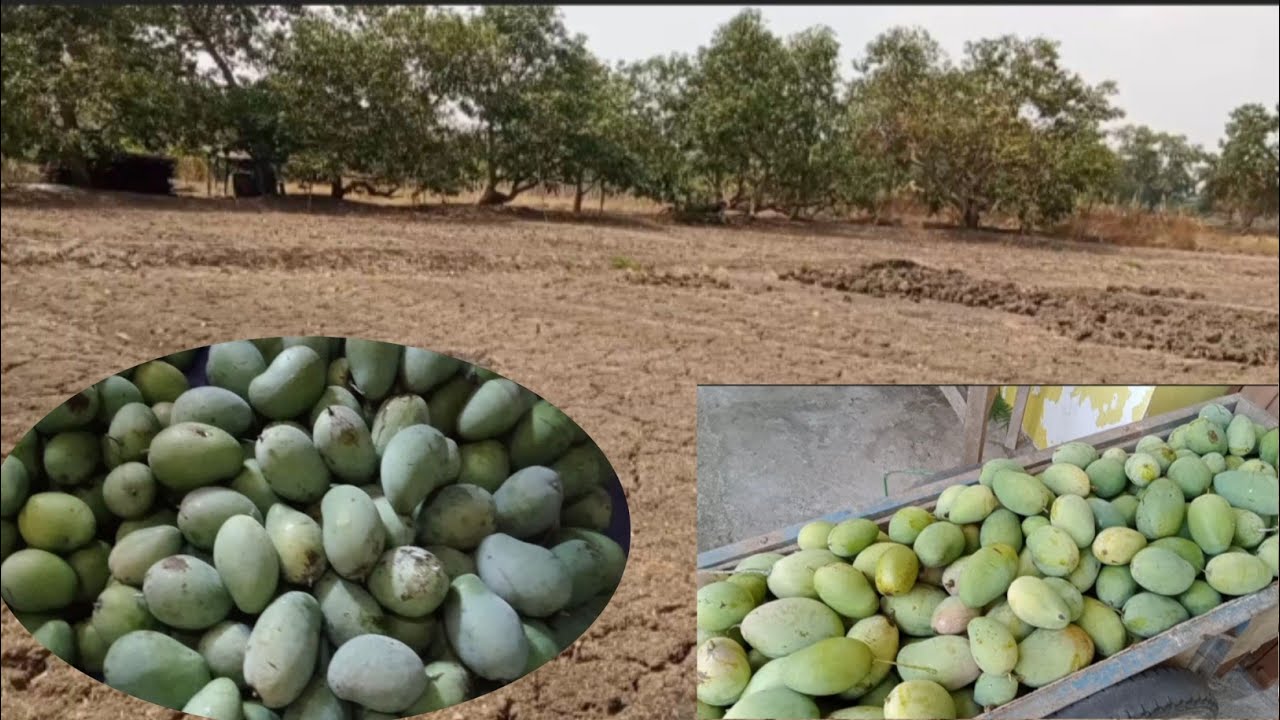 panen buah mangga di musim kemarau || Mango harvest in summer by ...