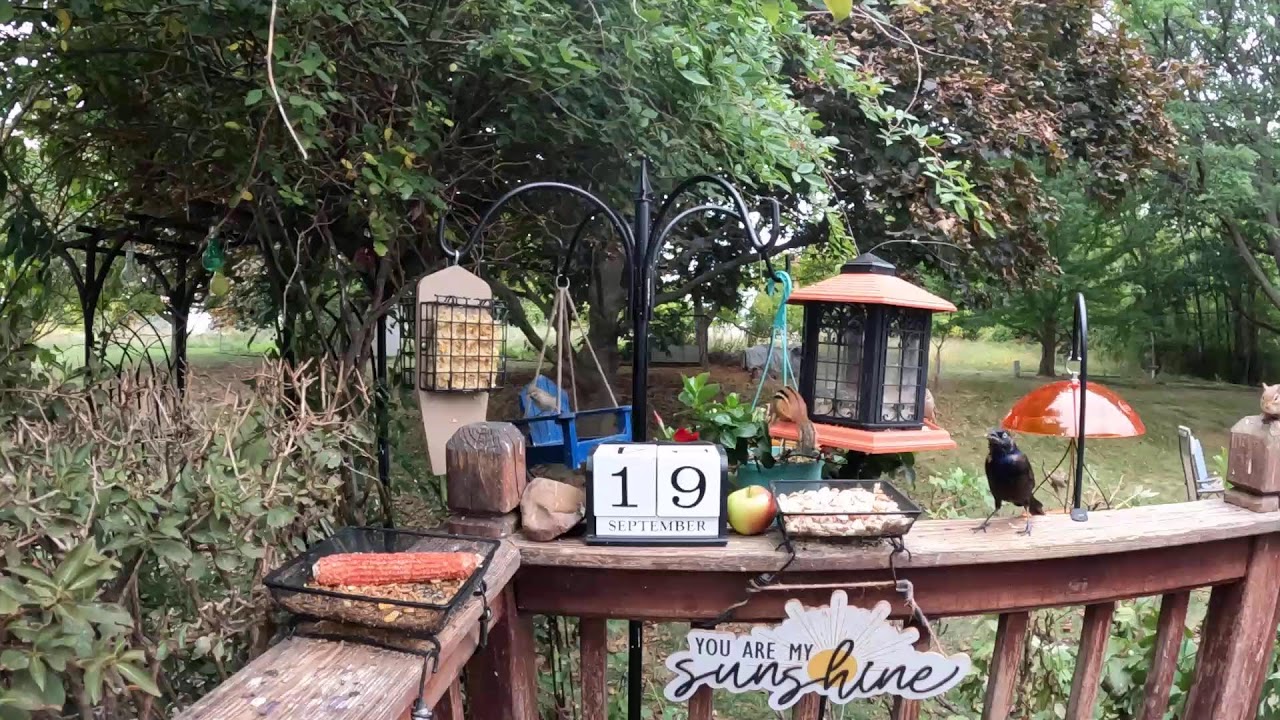 My Friday Morning Mayhem Bird & Squirrel Livestream 4K - YouTube