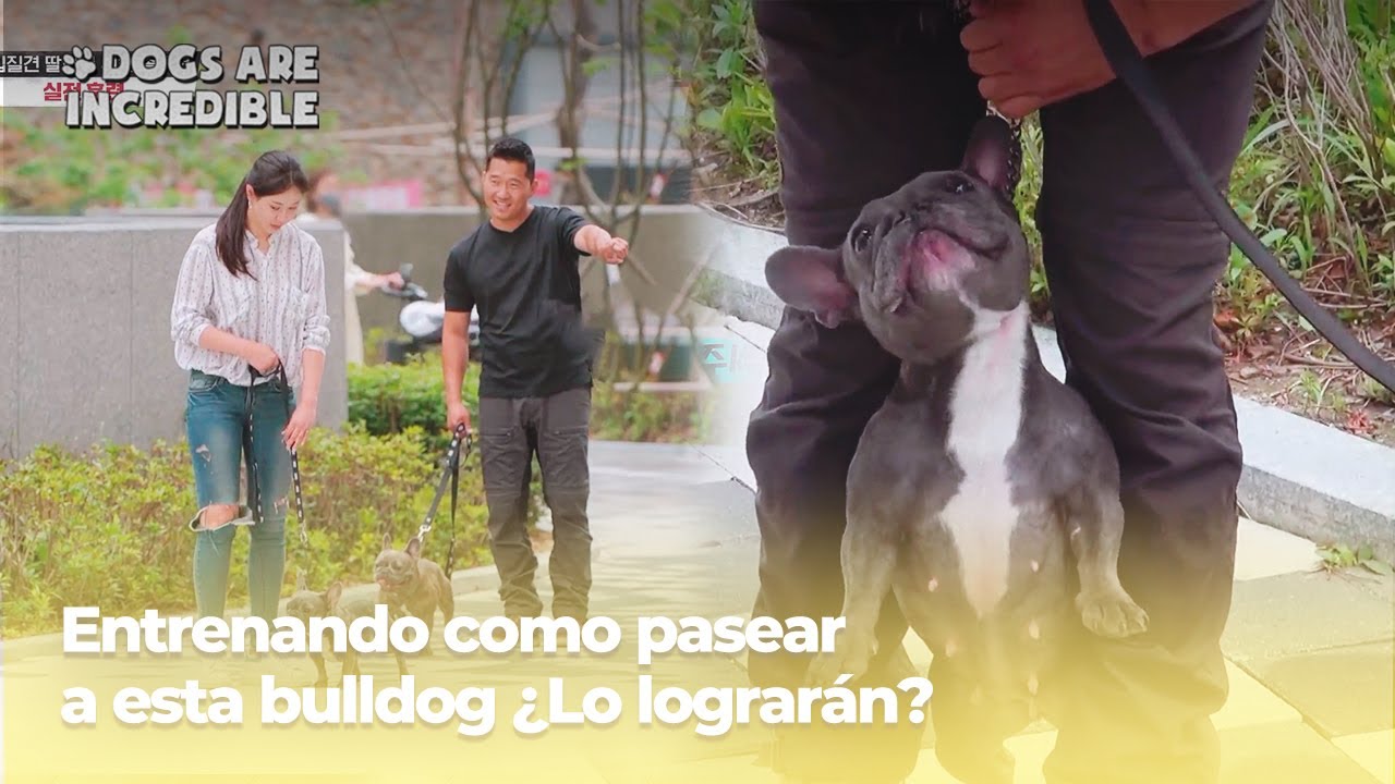 [ESP SUB] Dogs are incredible: Entrenando como pasear a esta bulldog ...