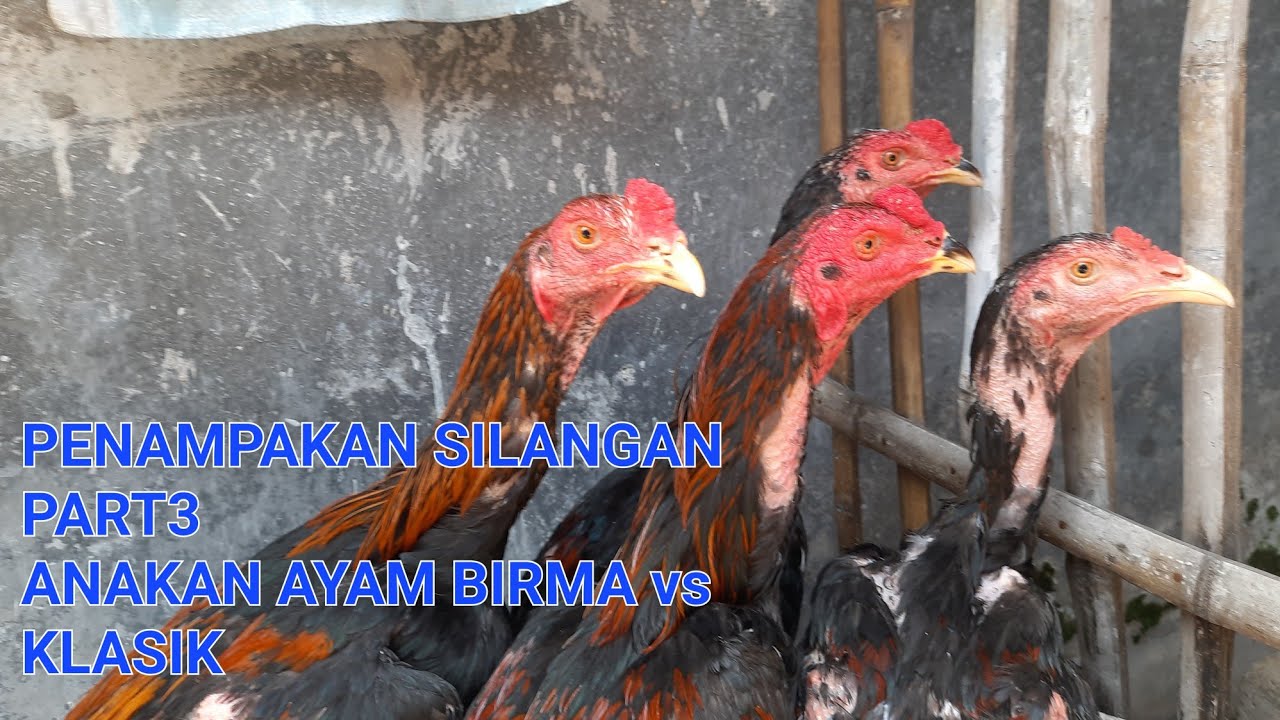 ANAKAN SILANGAN PART3 SETELAH BE'BERAPA BULAN - YouTube