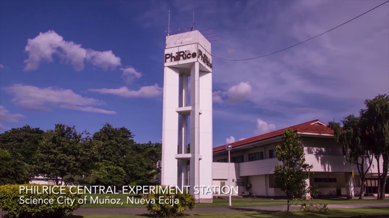 Philippine Rice Research Institute - YouTube