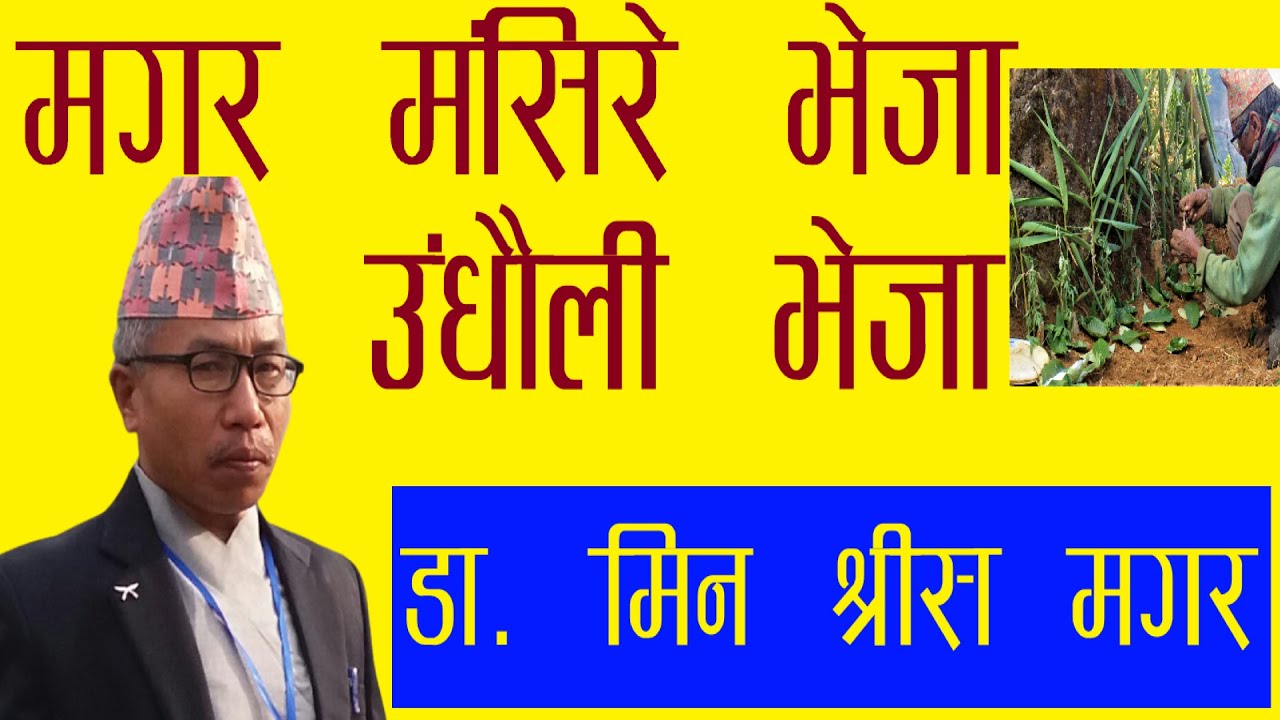 मगर भेजा, उंधौली मंसिरे भेजा के हो ? किन हराईरहेछ ? / डा. मिन श्रीस मगर ...