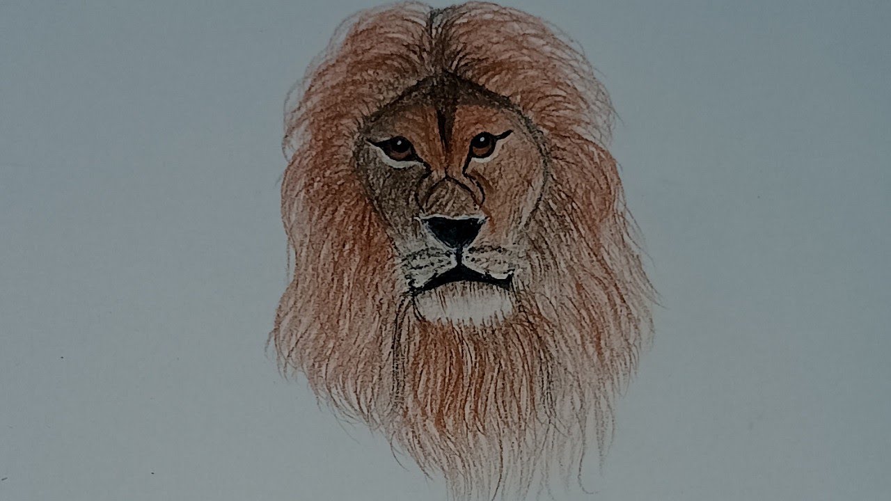 How to draw a hungry lion head / lion head drawing for beginners ...