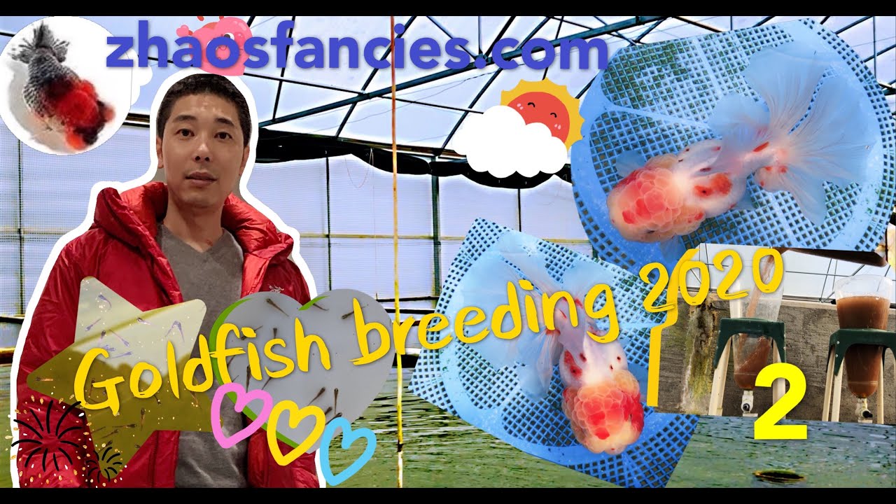 (2) Zhao’s Fancies Goldfish breeding 2020 - YouTube