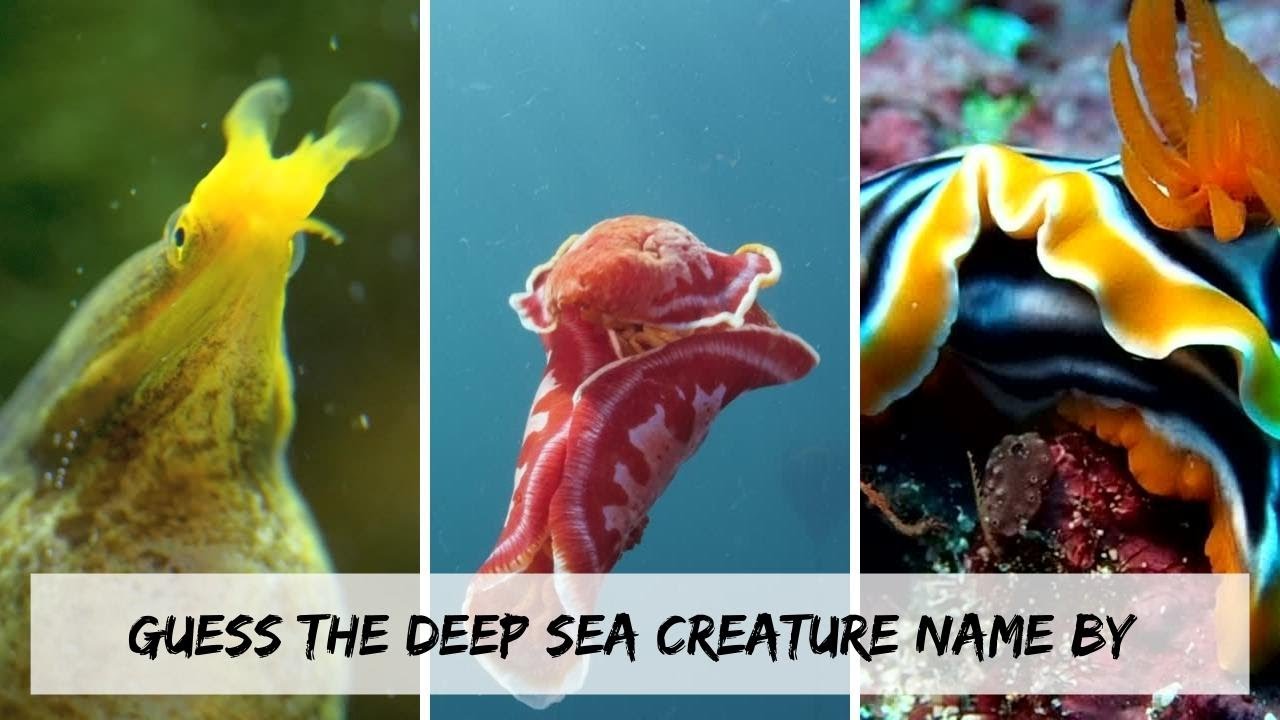 Guess the Deep sea creature Name by scrambled words [Ocean Animals Word ...