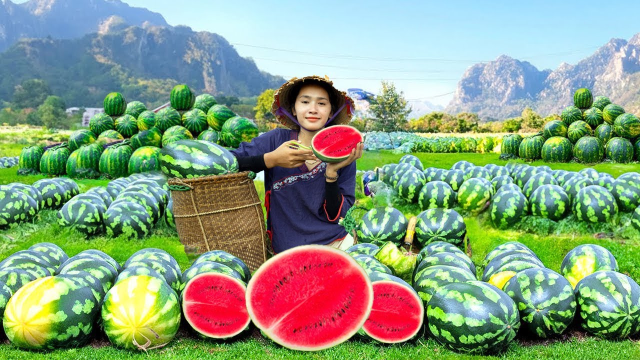 Harvest Watermelons Go to the market to sell - Clear the Grass | Linda ...