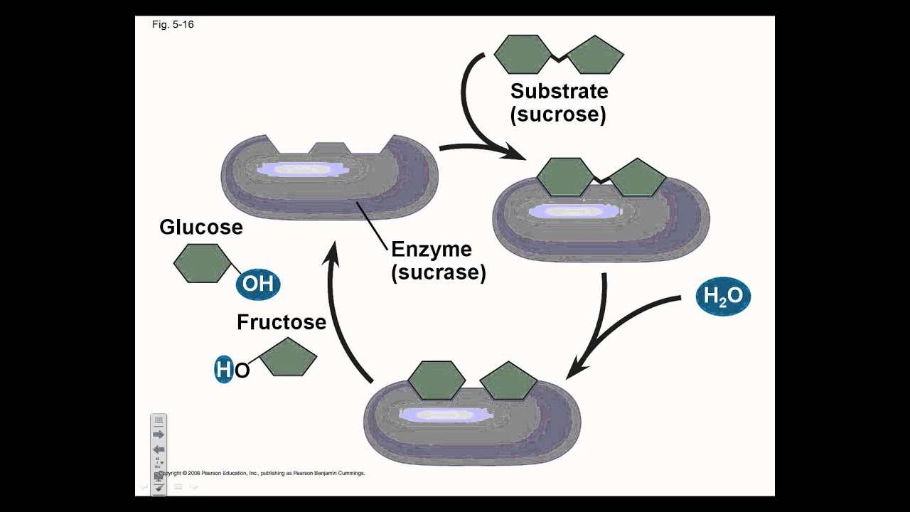 Chapter 5 Biochemical Molecules - YouTube