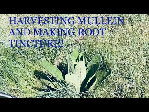 Harvesting Mullein! Making Mullein Root Tincture - YouTube