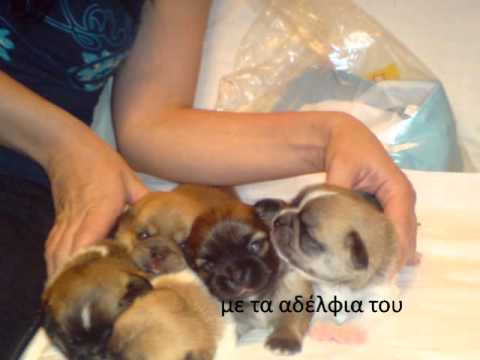 αστεία σκυλιά - YouTube