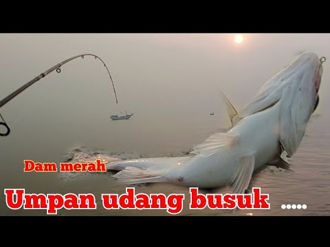rejeki mancing hari ini!! niat ngotrek malah masih zonkk strike umpan ...