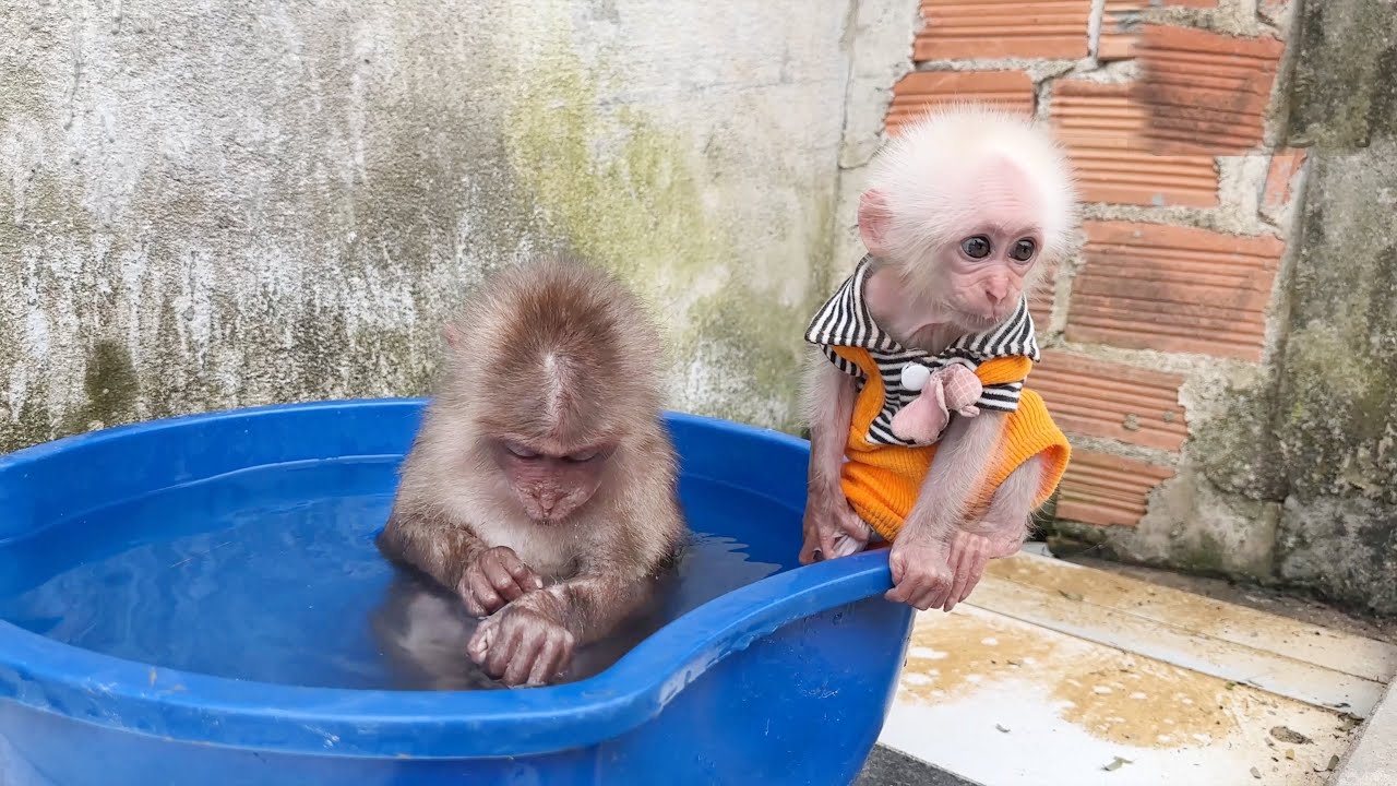 Very cute ! Monkey SinSin invites monkey ZiZi to take a cool bath after ...