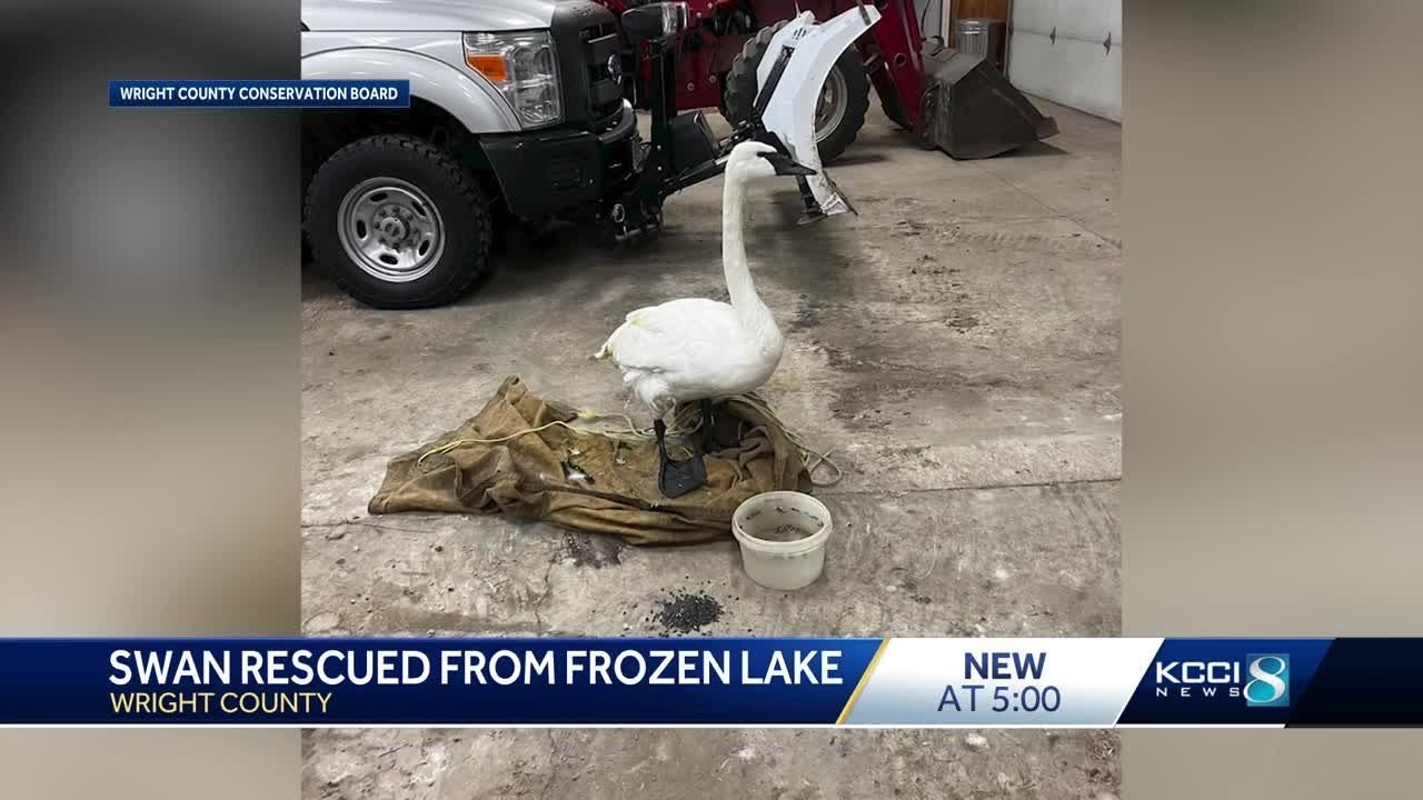 No swan song: Bird saved after becoming frozen in Iowa lake - YouTube