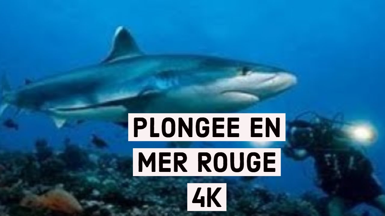 Diving Red Sea 4K GOPRO hero7 - YouTube