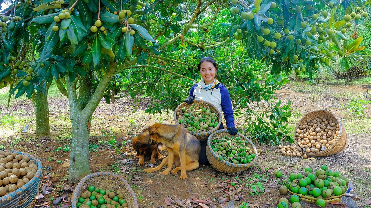 Harvest Macadamia Nuts To Sell At The Market, Clear Weeds, And Care For Animals On My Farm ...