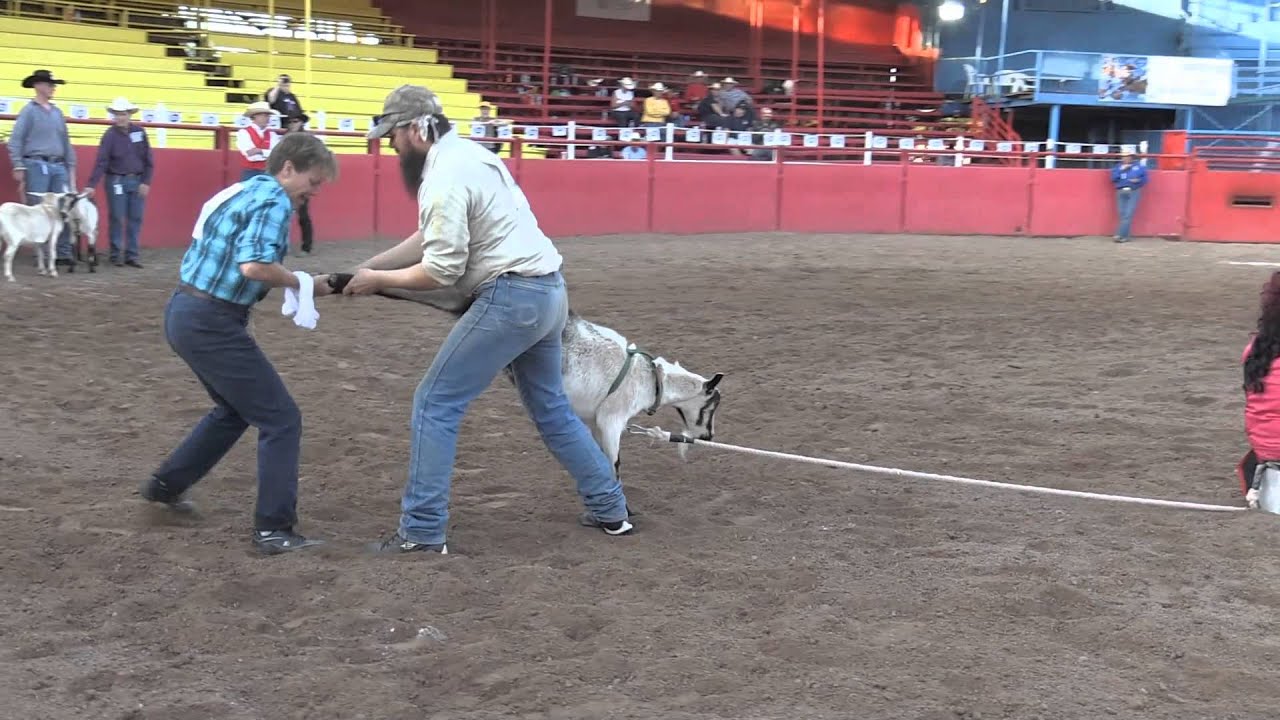 2015, Arizona Gay Rodeo, Goat Dressing - YouTube