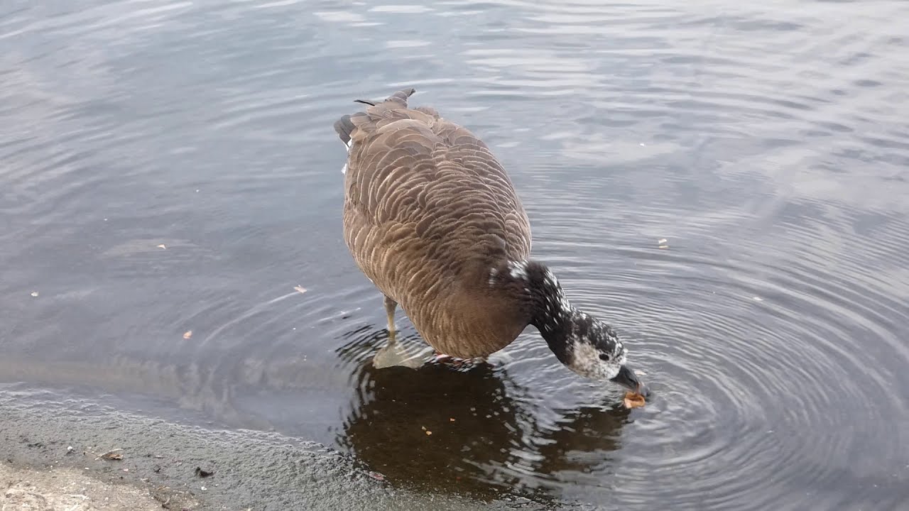 Elderly goose feeding - YouTube