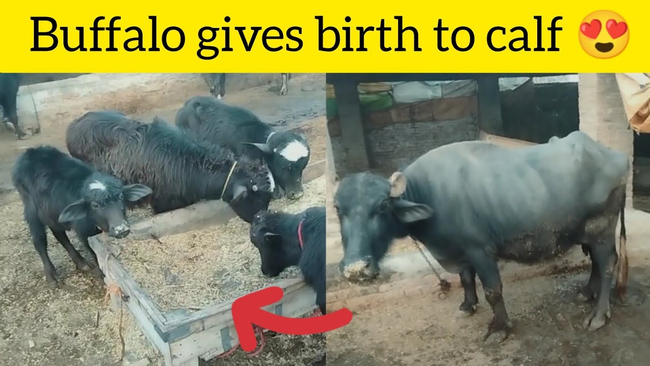 Buffalo gives birth to beautiful calf|Nili Ravi Buffalo for sale|Top ...