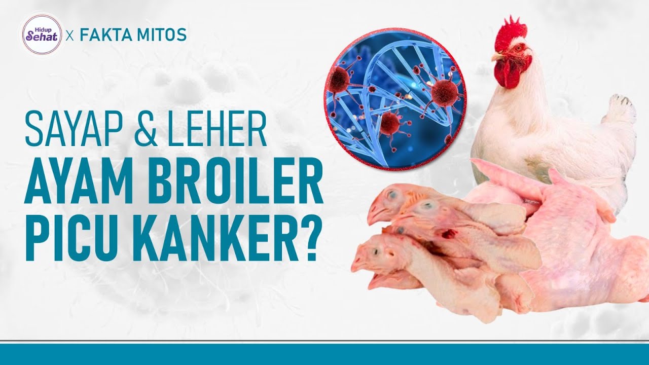 Benarkah Sayap dan Leher Ayam Broiler Disuntik dan Picu Kanker? | Hidup ...
