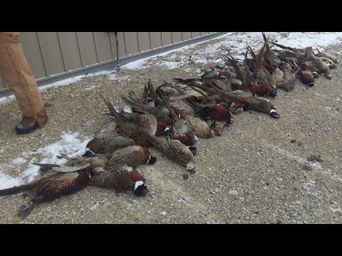 TOWER PHEASANT HUNT 2023! 60 BIRDS - YouTube