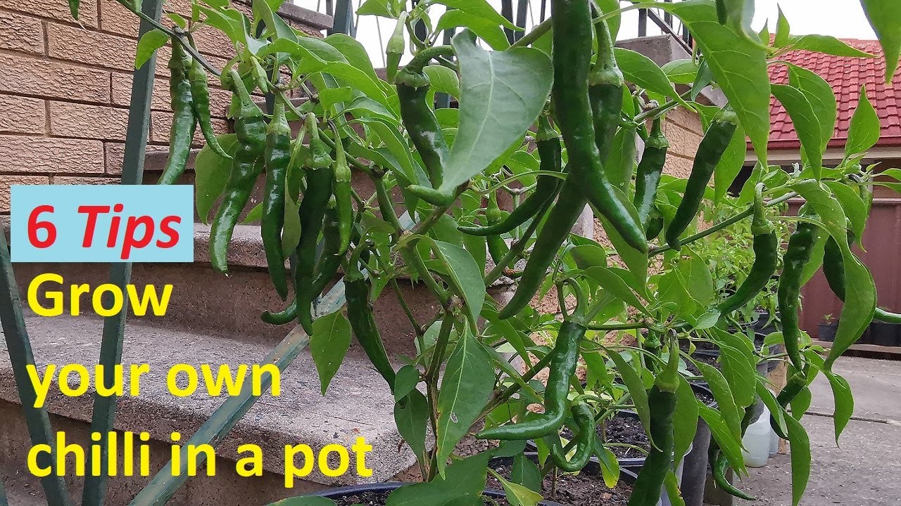 6 Tips - How to grow chilli in a pot - YouTube