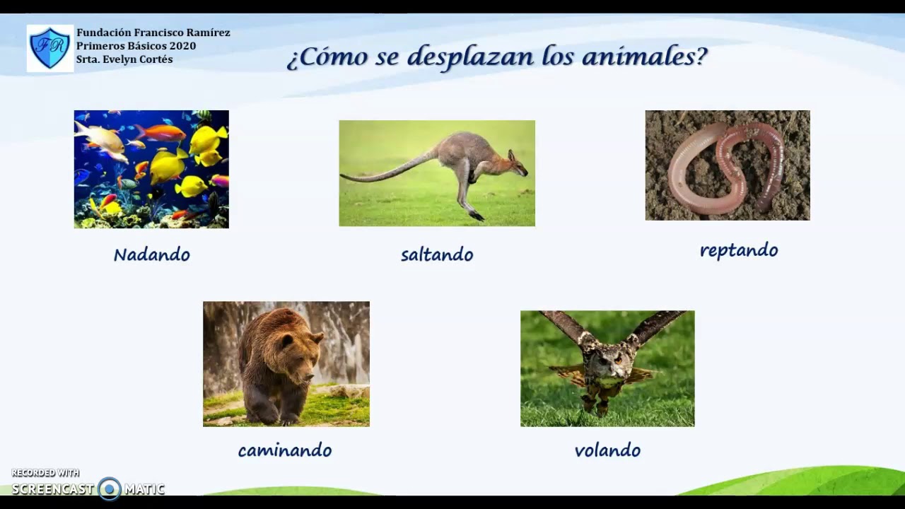 Repaso de las características de los animales. - YouTube