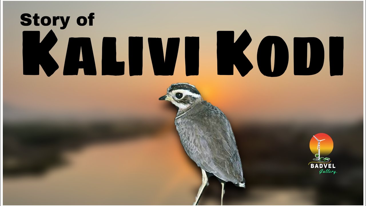 The Story of KaliviKodi | Badvel Gallery | jerdon corsur | #kadapa # ...