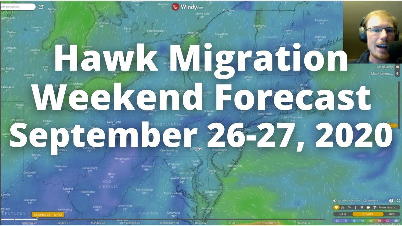 Hawk Migration Forecast for the Weekend of September 26-27, 2020 - YouTube