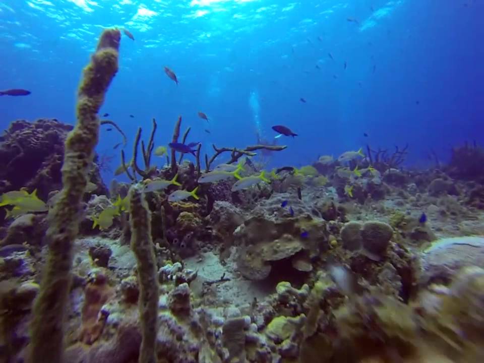 Bagging Fish - YouTube