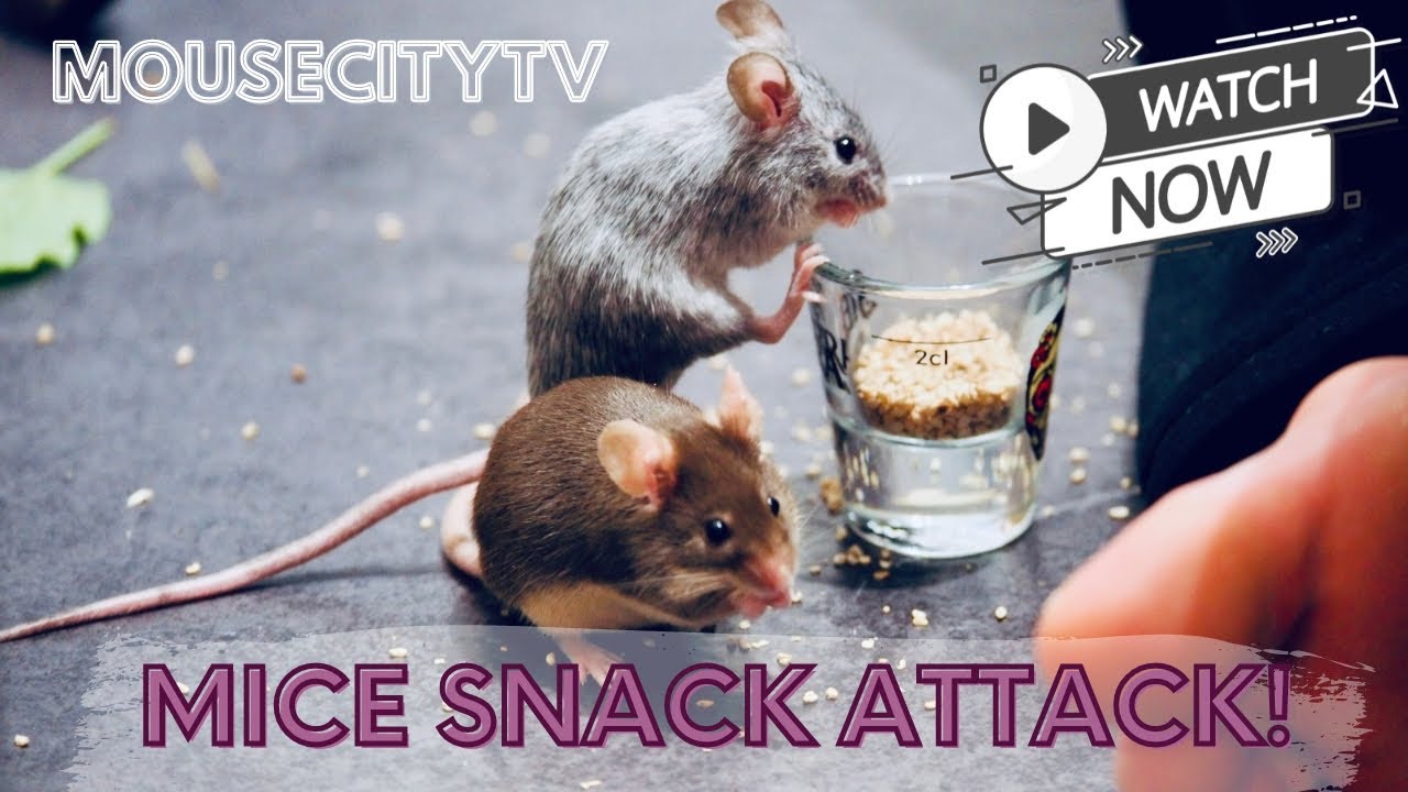Mice Snack Attack: Sandwich and Seeds Galore! - MouseCityQuickTV - YouTube