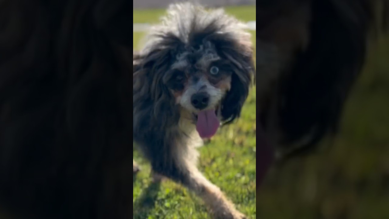 Blue Merle toy Poodle Adult and Adult silver dapple Chiweenie - YouTube