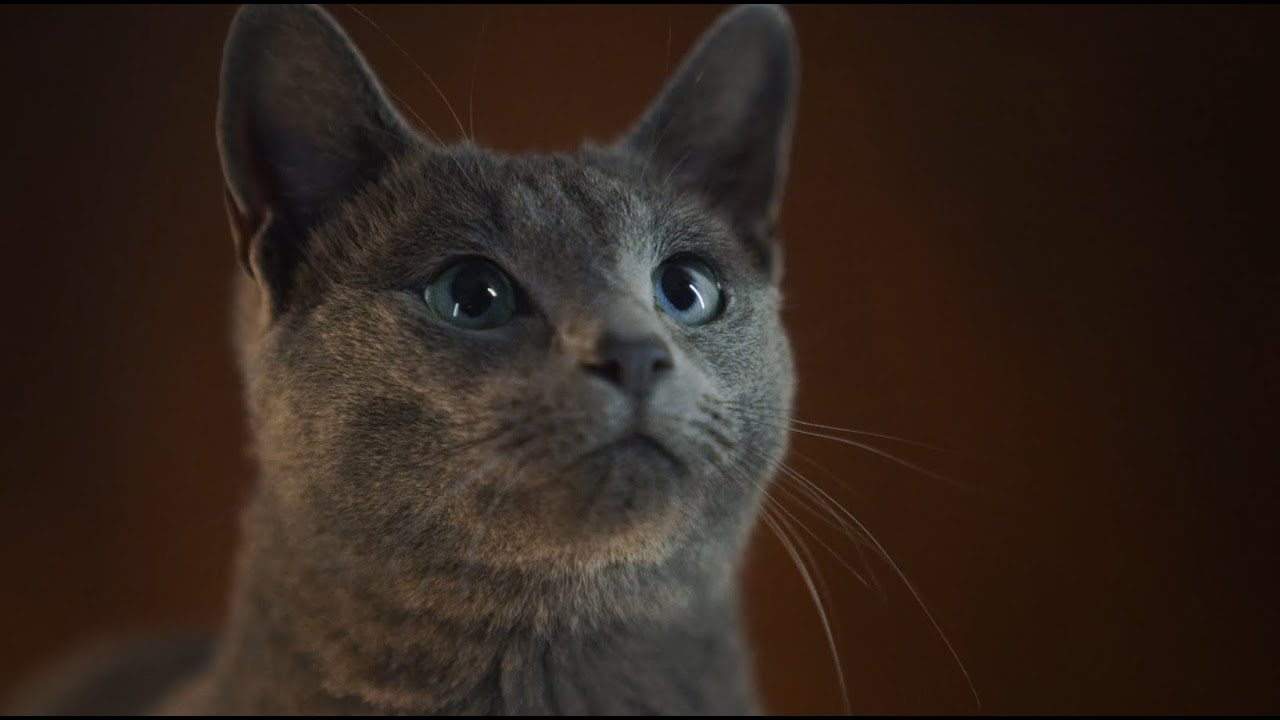 SHEBA® Caturday Night 6s - YouTube