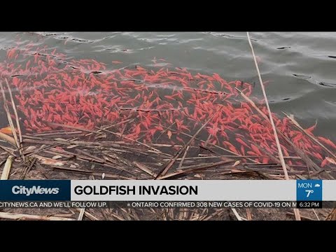 Goldfish invade Port Perry storm water pond by the thousands - YouTube