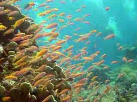 Scuba Diving off Pemba Island, Tanzania - YouTube